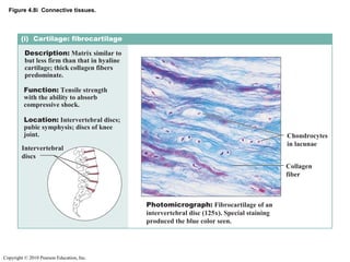 Ex 6a connective_tissues | PPT