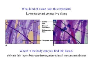 Ex 6a connective_tissues | PPT