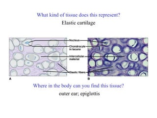 Ex 6a connective_tissues | PPT