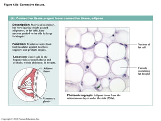 Ex 6a connective_tissues | PPT