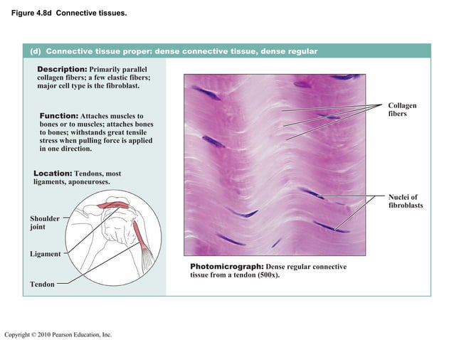 Ex 6a connective_tissues | PPT