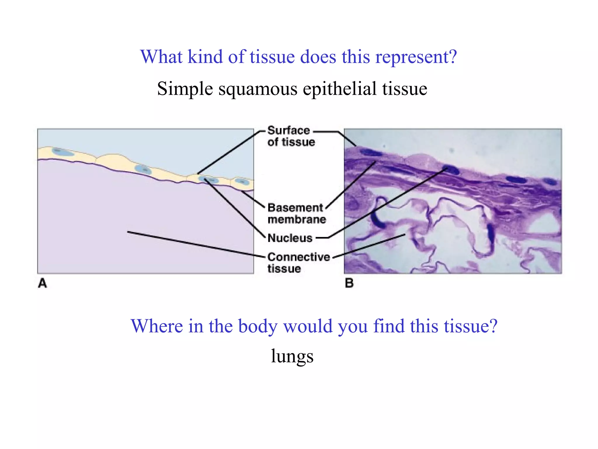 Ex 6a epithelial_tissues | PPT