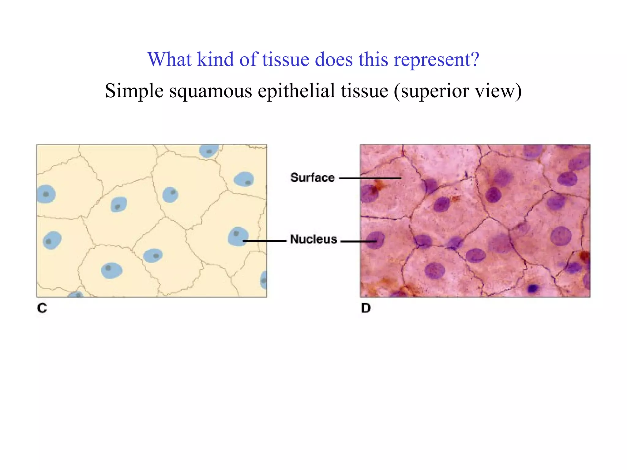 Ex 6a epithelial_tissues | PPT