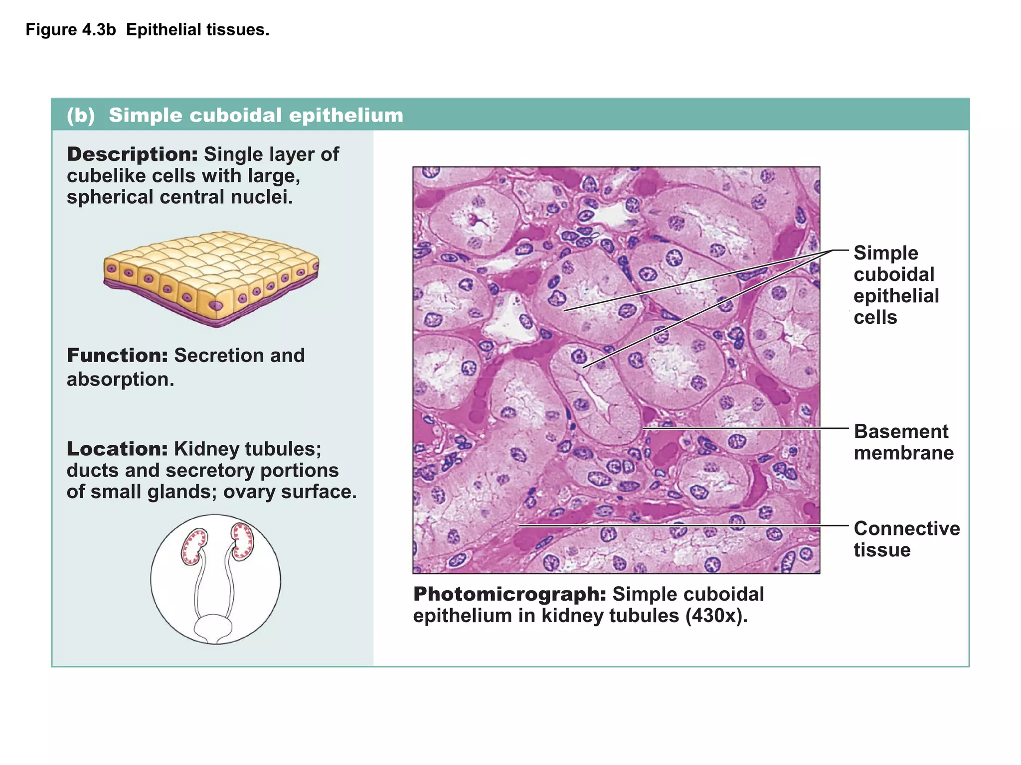 Ex 6a epithelial_tissues | PPT