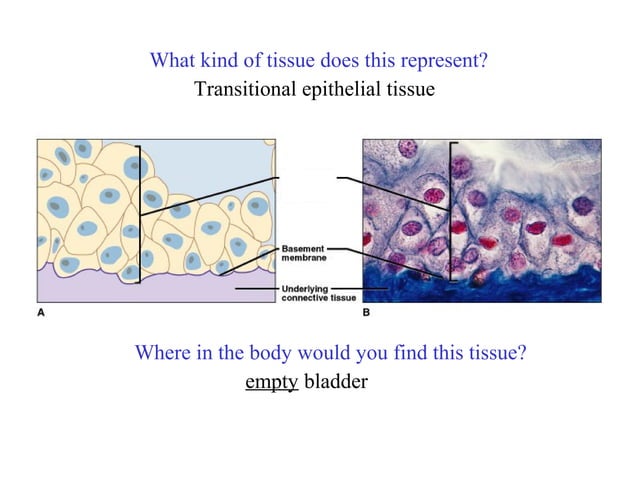 Ex 6a epithelial_tissues | PPT