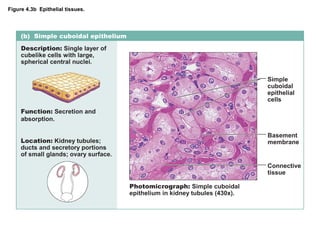 Ex 6a epithelial_tissues | PPT | Biological Sciences | Science