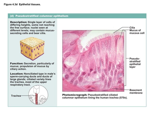 Ex 6a epithelial_tissues | PPT
