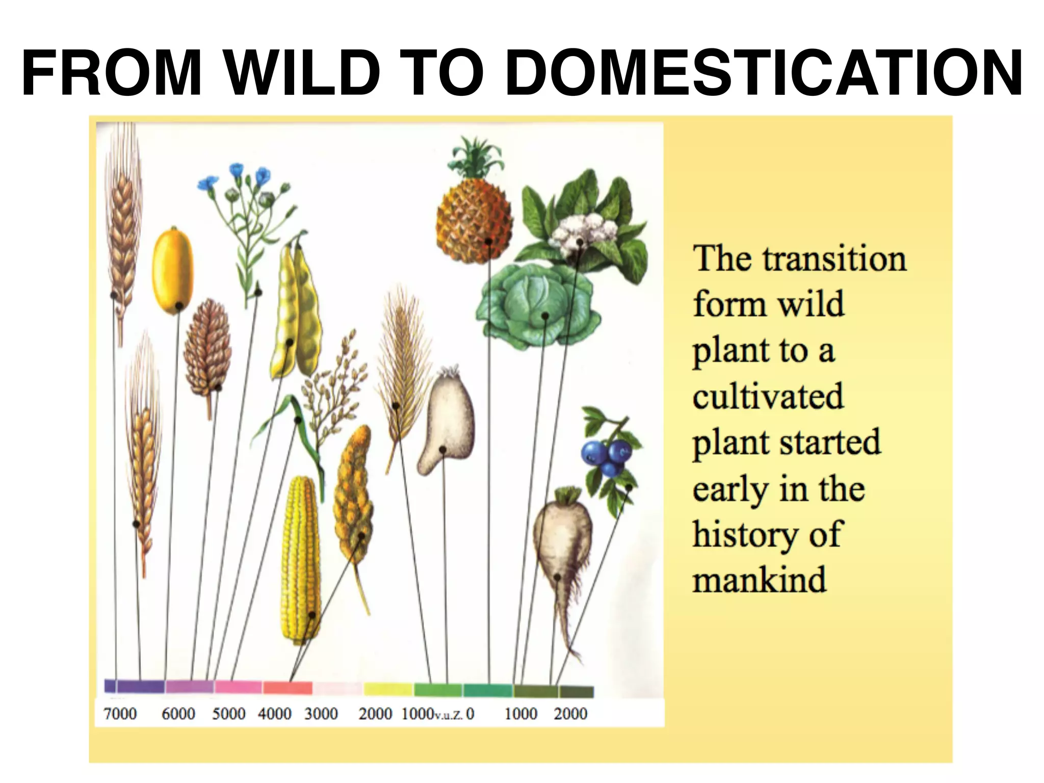 Traditional versus Modern Biotechnology (Exam 2 coverage) | PDF ...