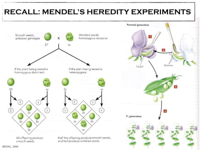 Traditional versus Modern Biotechnology (Exam 2 coverage) | PDF ...