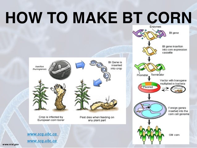 Traditional versus Modern Biotechnology (Exam 2 coverage)