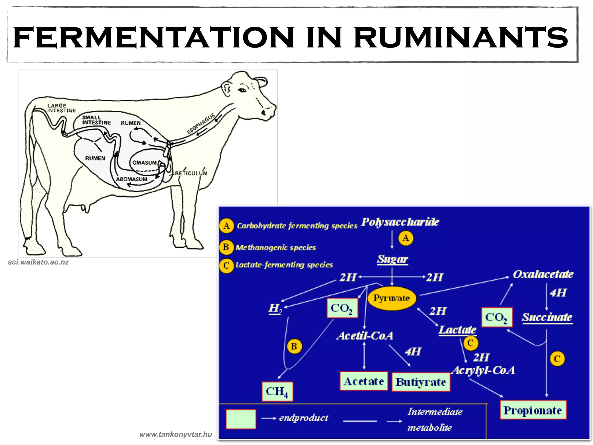 Classical Biotechnology: FERMENTATION | PDF