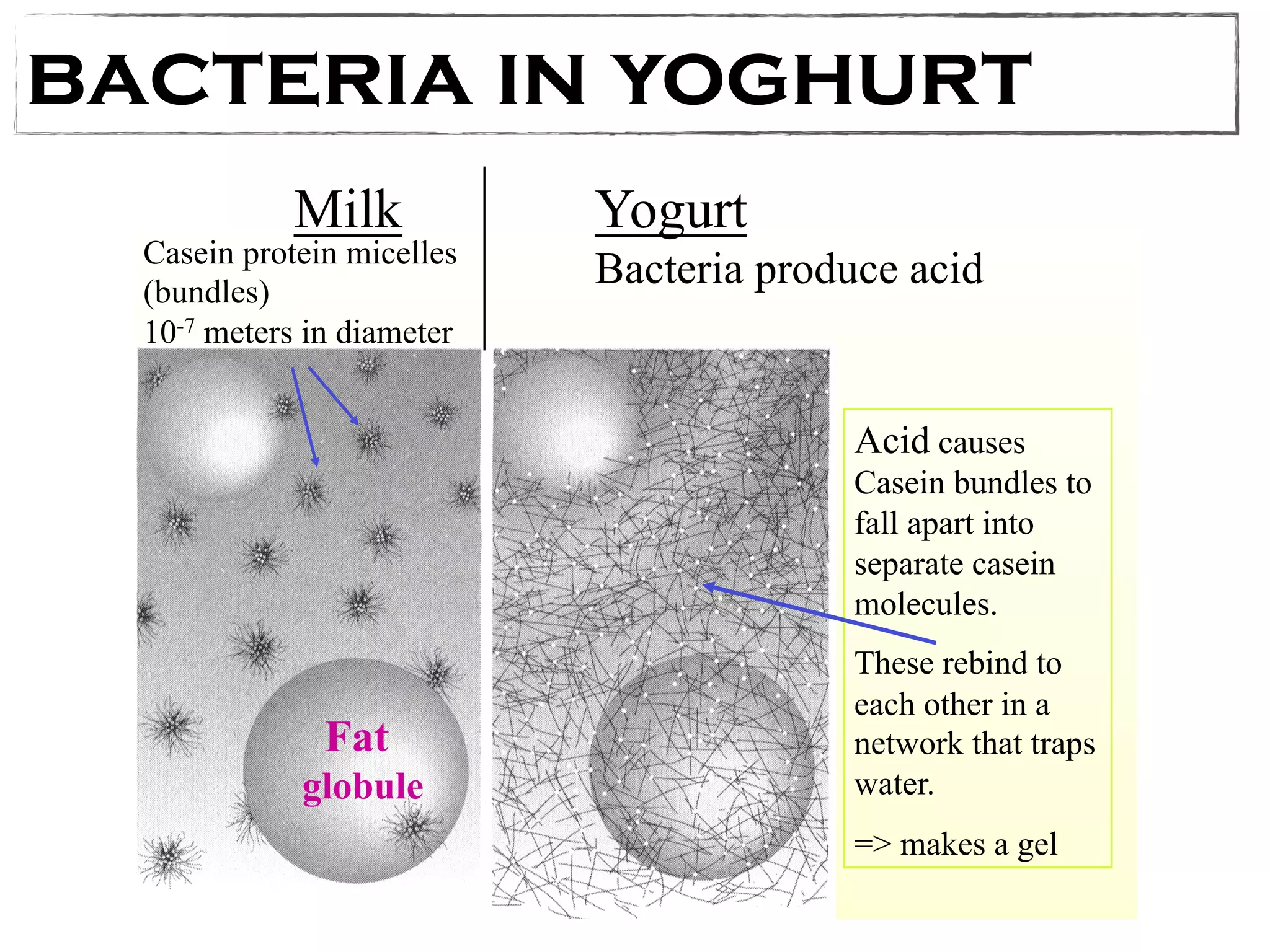 Classical Biotechnology: FERMENTATION | PDF