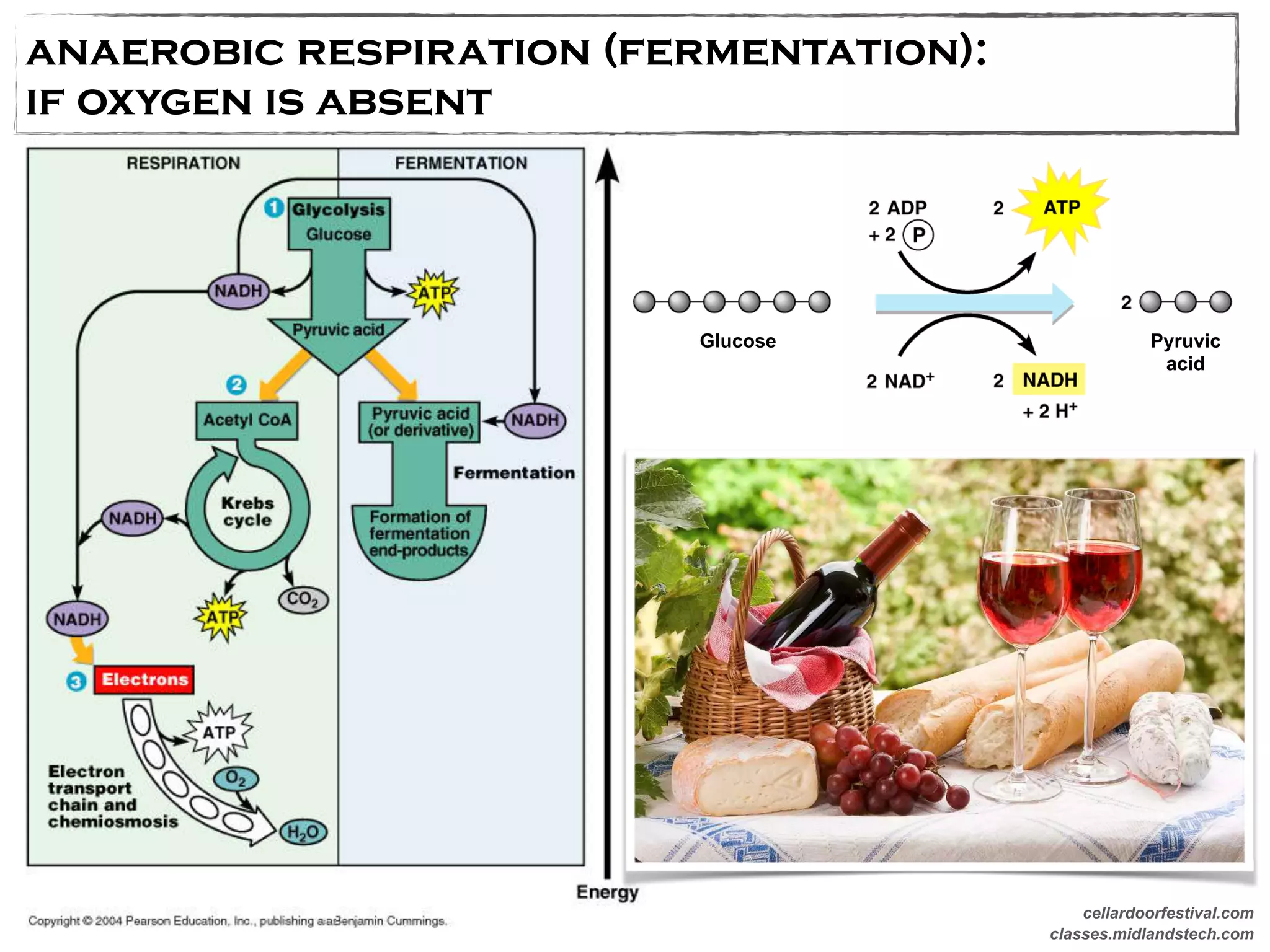 Classical Biotechnology: FERMENTATION | PDF
