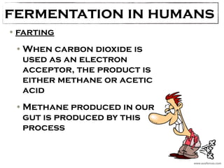 Classical Biotechnology: FERMENTATION | PDF