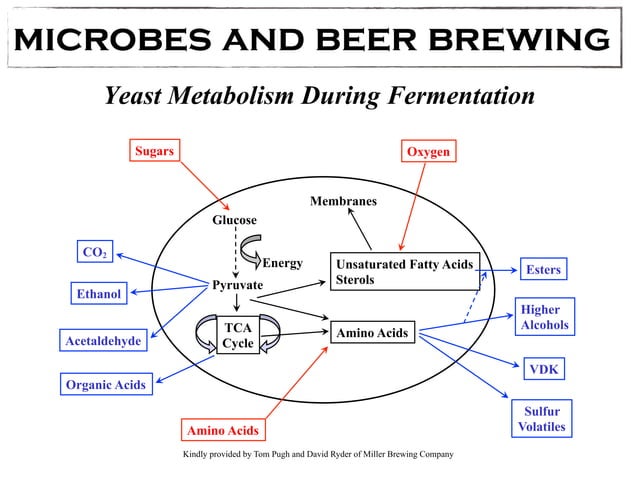 Classical Biotechnology: FERMENTATION | PPT
