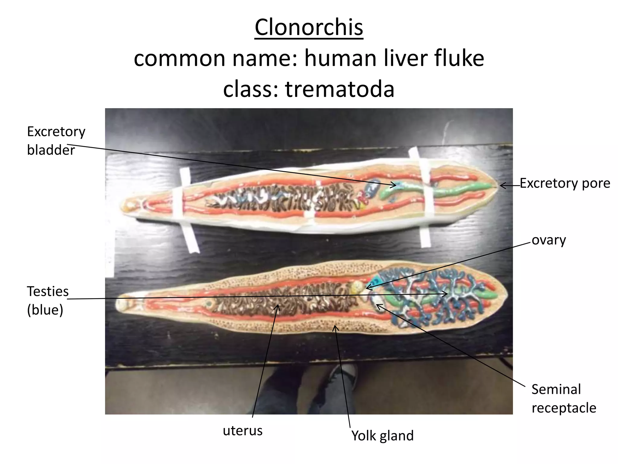 Exam 3 models | PPTX