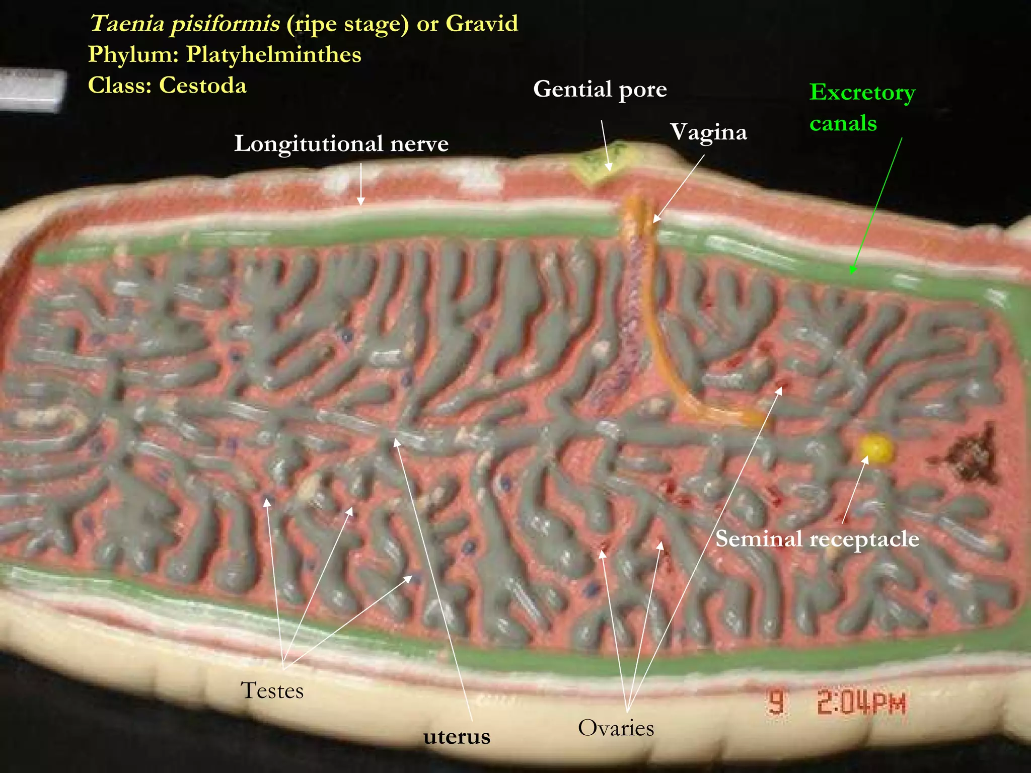 Exam 3 Slides And Models | PPT
