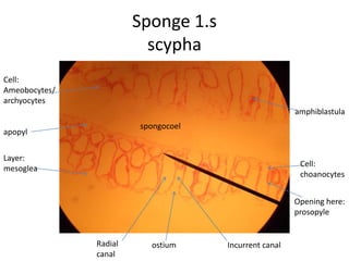 Exam 3 slides powerpoint | PPTX