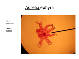 Aurelia Ephyra Slide