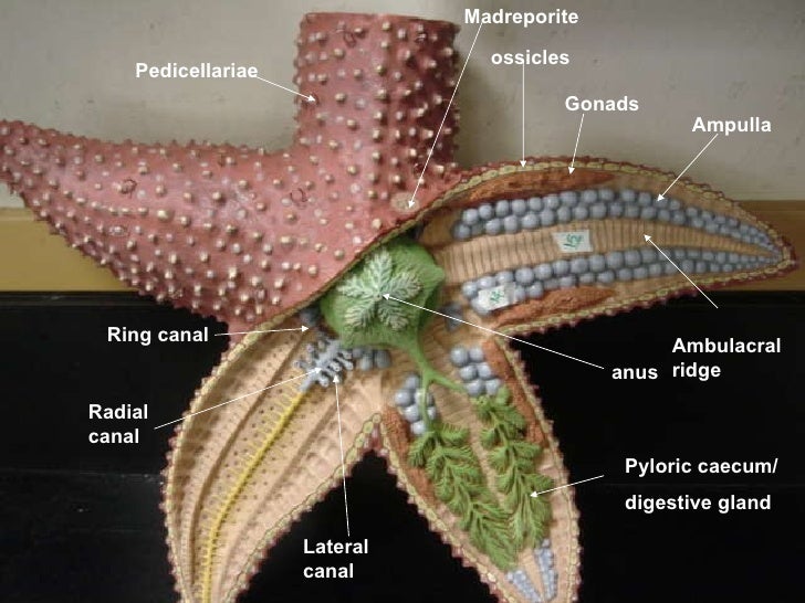 Sea Star Ambulacral Groove Function Lab 23 Echinodermata Names: Sea