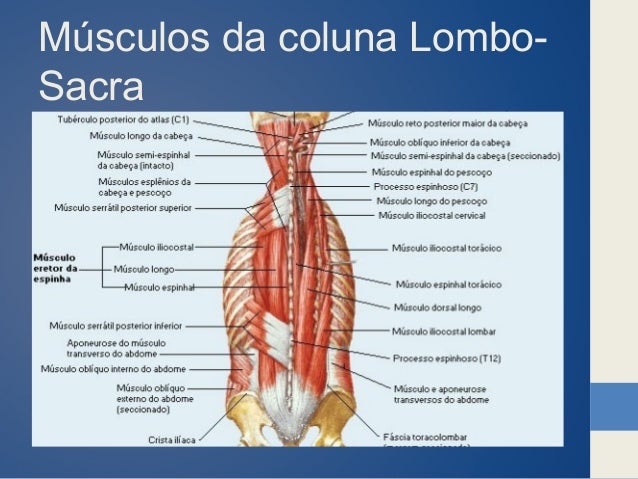 Musculos Da Anatomia Da Coluna Lombar Flexão Lateral E Rotação