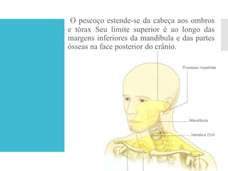 Exame fisico cabeça e pescoço | PPTX