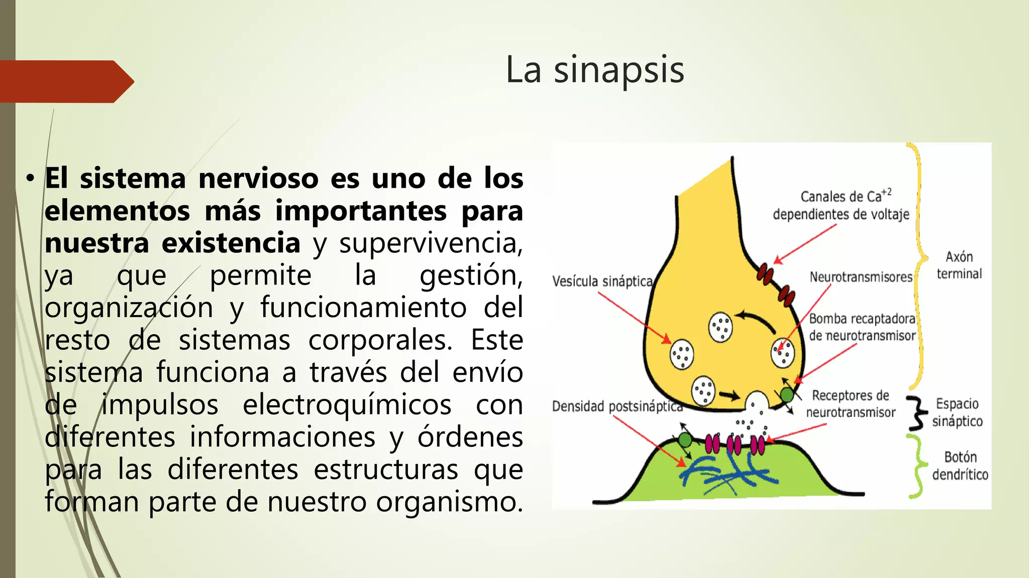 La Sinapsis | PPTX