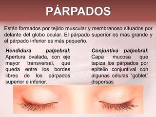 Examen de Ojo | PPTX