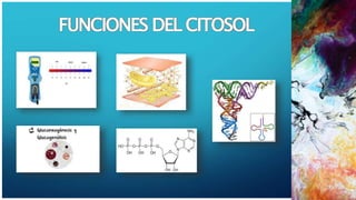 El citosol | PPT
