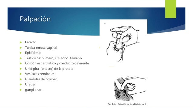 Examen de genital masculino y vello axilar