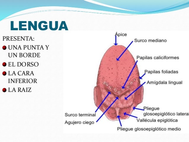 Examen de la lengua
