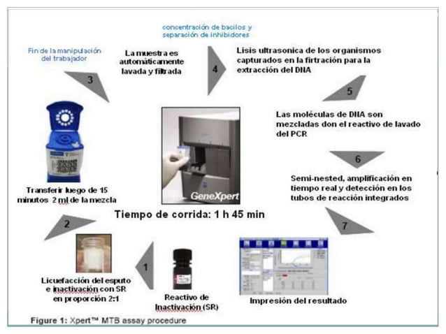Examen del esputo parte ii | PPTX