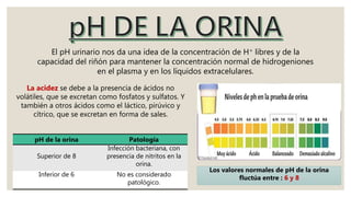 Examen De Orina Ppt