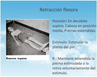 Examen de reflejos del snc niveles espinal y tallo | PPTX