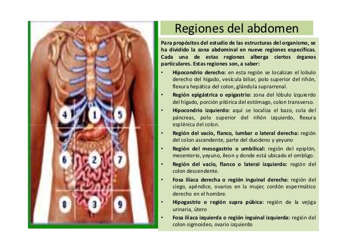 9 regiones abdominales Anatomia del torax, Anatomia y fisiologia ...
