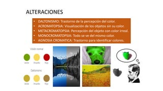 Examen fisico de pares craneales Semiologia UdeNar | PDF