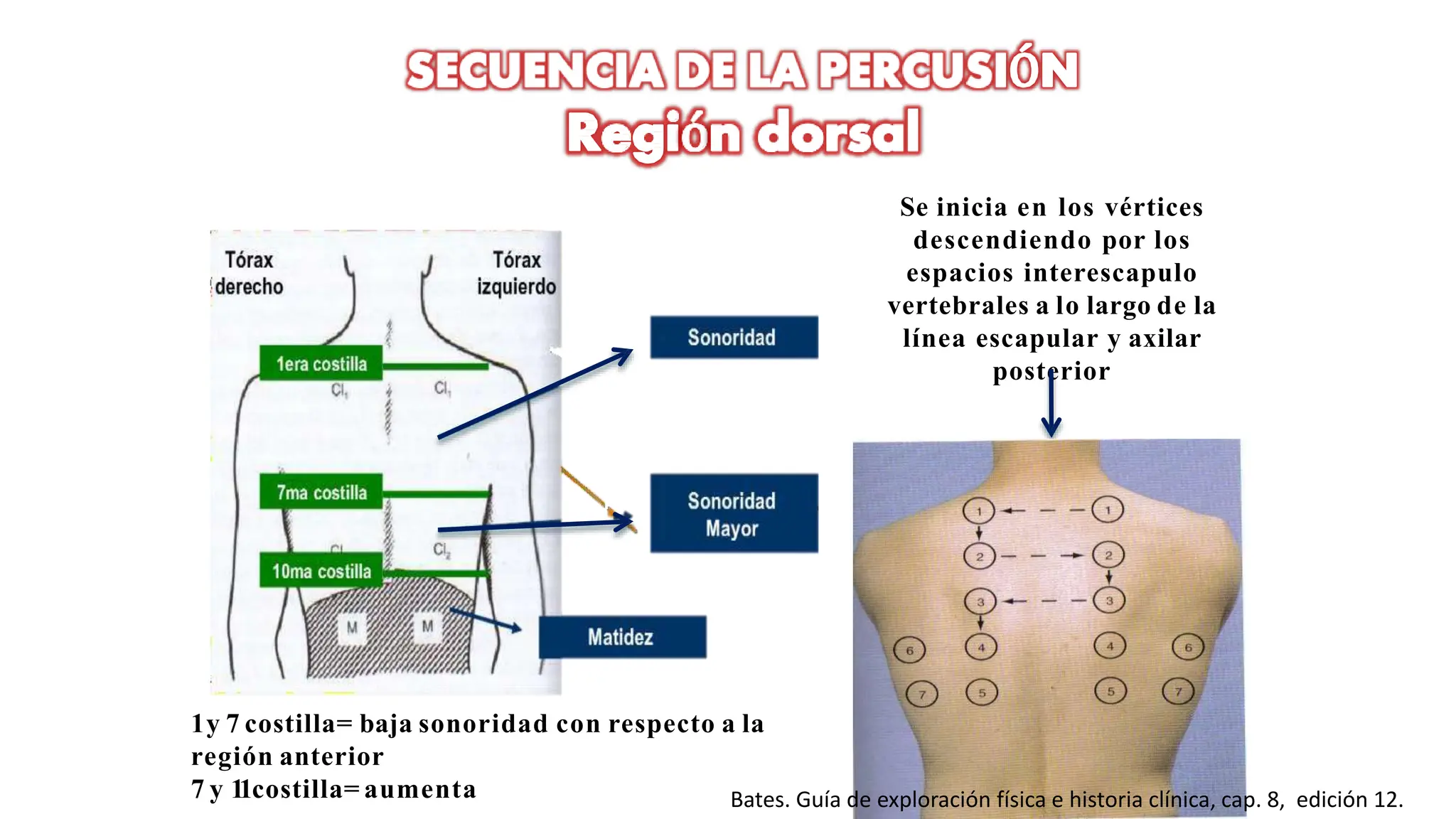 Examen físico GY SEMIOLOGICO de tórax y pulmón.pptx