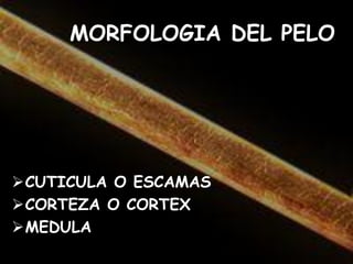 Examenforensedelpelo 160830230752 | PDF