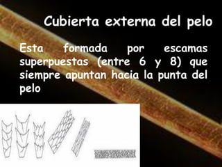 Examenforensedelpelo 160830230752 | PDF
