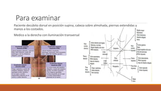 Examen físico de abdomen | PPTX