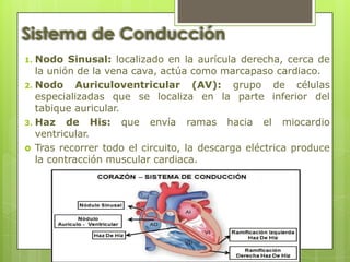 Examen físico de corazón | PPTX