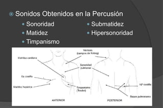 Examen físico del aparato respiratorio | PPTX
