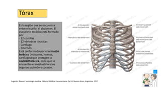 Examen físico del tórax.pptx