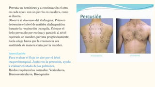 Examen físico de Tórax Pasas para realizarlo | PPTX