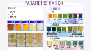 Examen General de Orina (EGO): Enfoque Clínico y Patológico | PDF