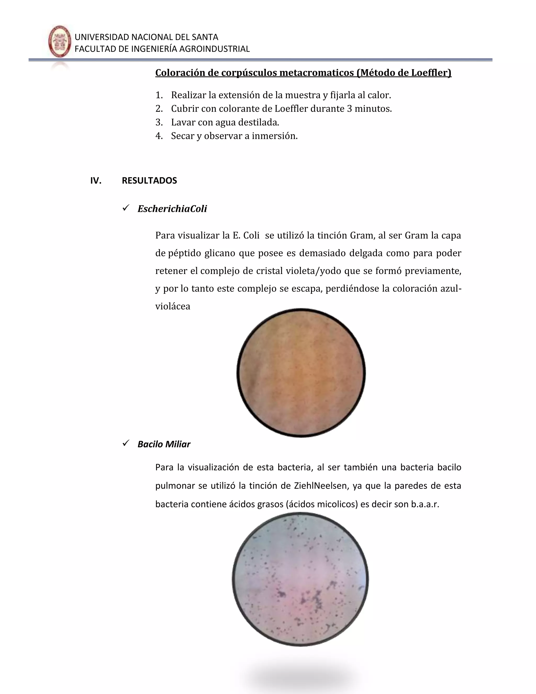 Examen microscopico de las bacterias | DOCX | Chemistry | Science