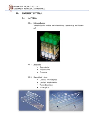 Examen microscopico de las bacterias | DOCX