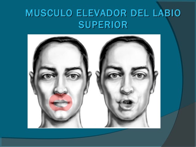 Examen musculos de cara (1)