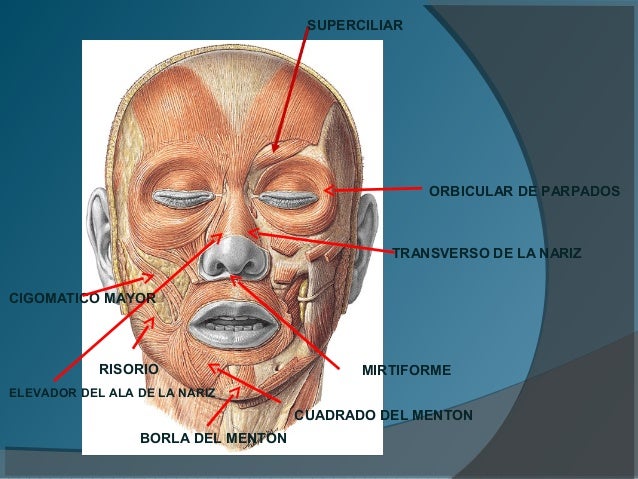 Examen musculos de cara (1)
