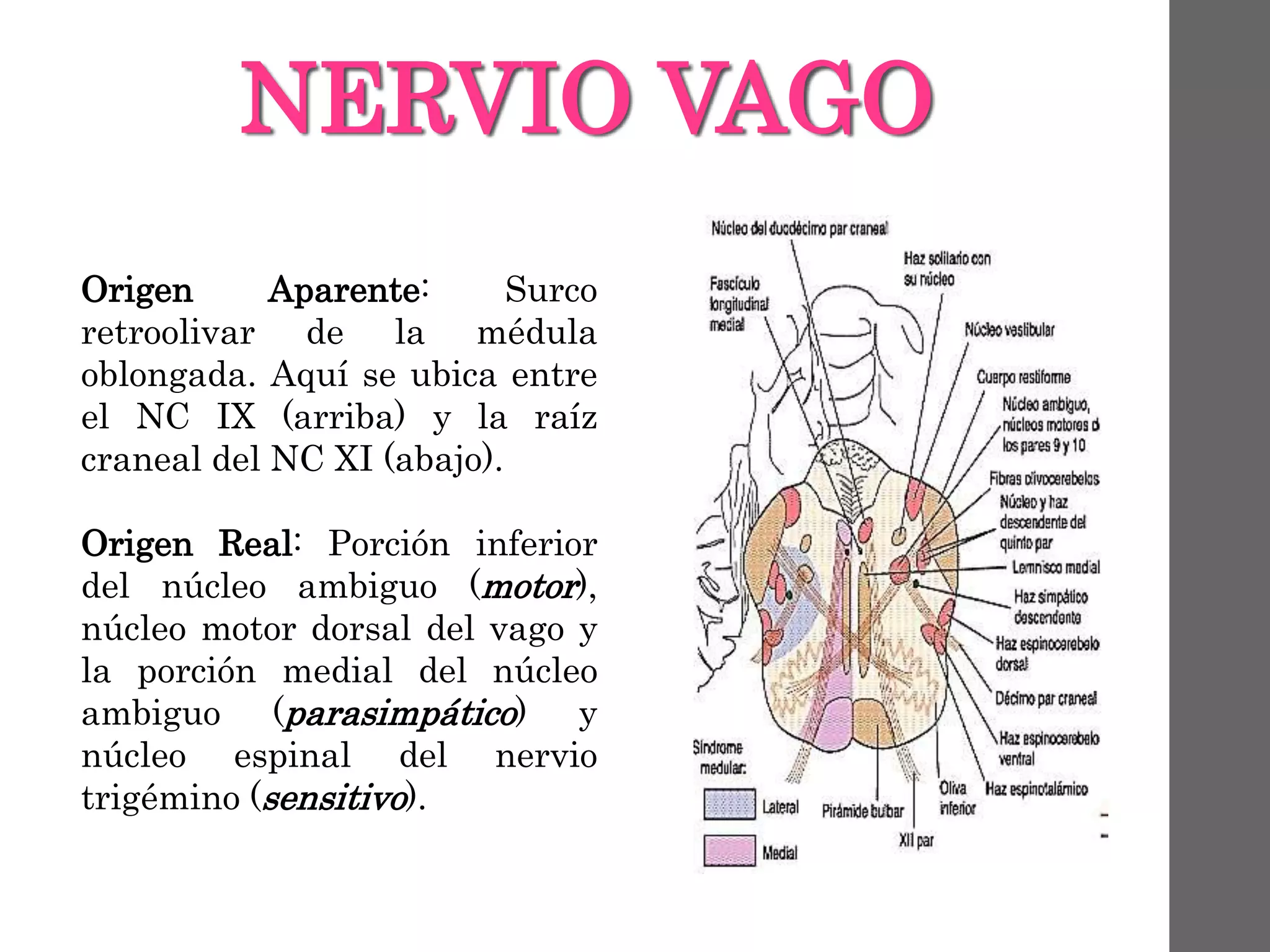 Examen X Par Craneal (Nervio Vago) | PPTX
